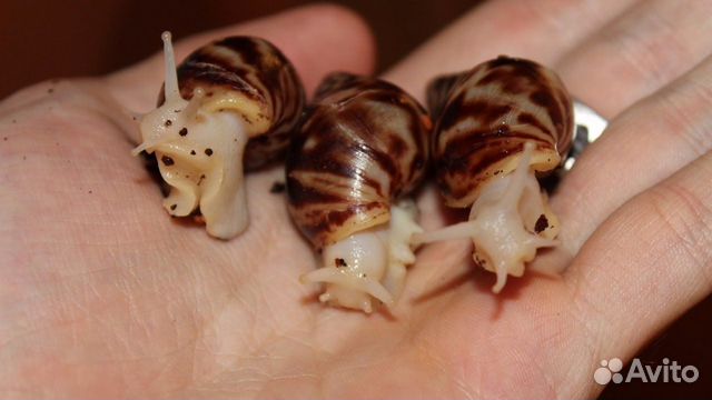 Ахатины сухопутные улиточки