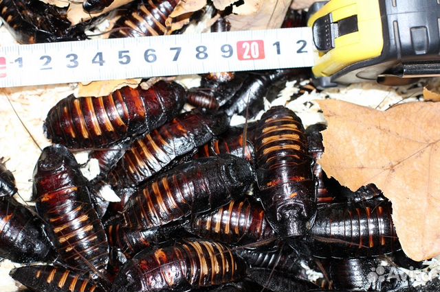 Мадагаскарские шипящие тараканы. Актуально