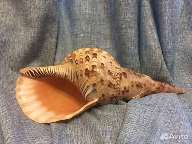 Ракушка "Рог Тритона" 35см