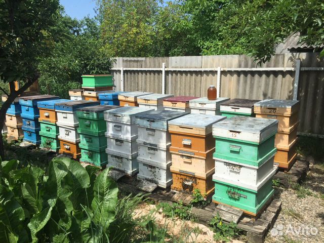 Продам пасеку 14 пч. семей