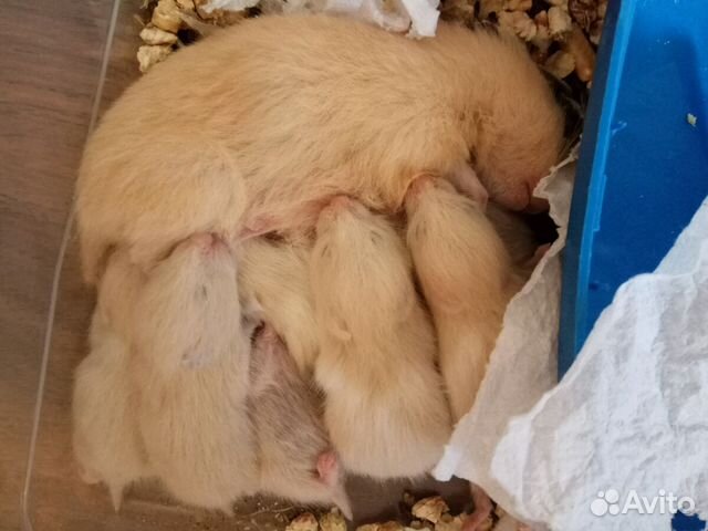 Хороший подарок ребёнку, сирийский хомячёк