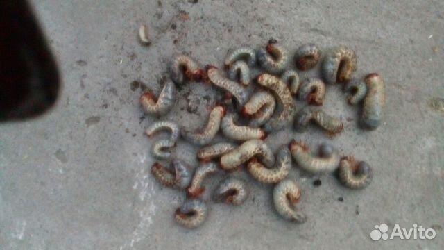 Личинка Майского жука (Лежни)