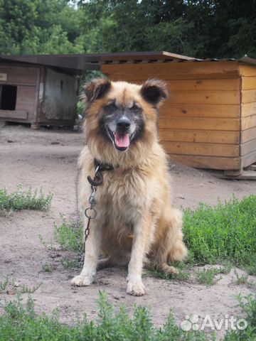 Пушистый мишка Барни