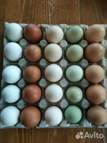 Инкубационное яйцо: маран, араукана, легбар