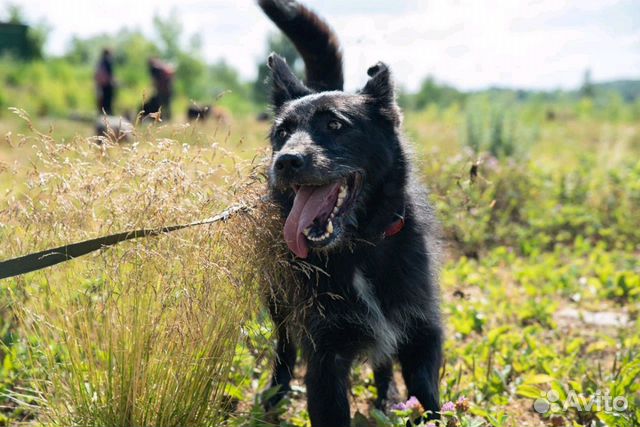 Собака Арчи