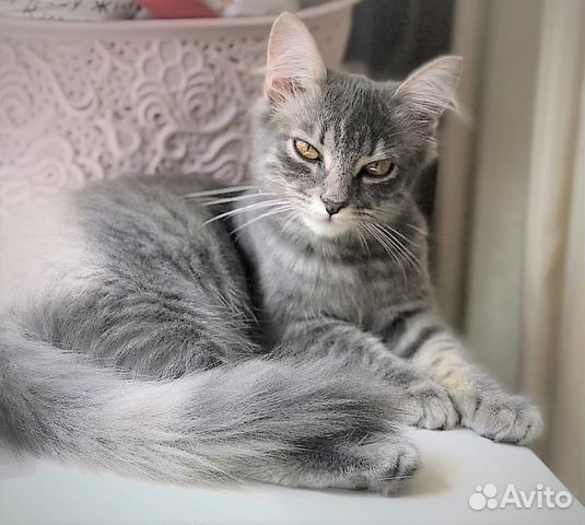 Ласковый пушистый котенок-девочка в дар - 3 мес