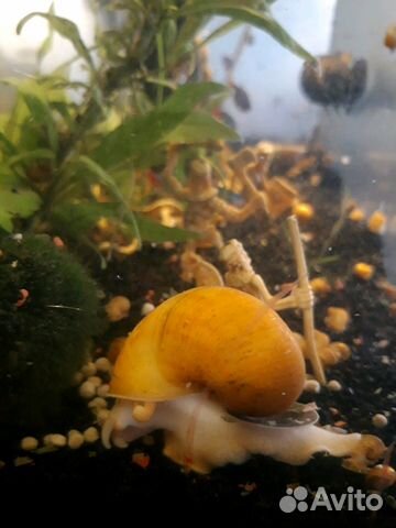 Улитки Ампулярии