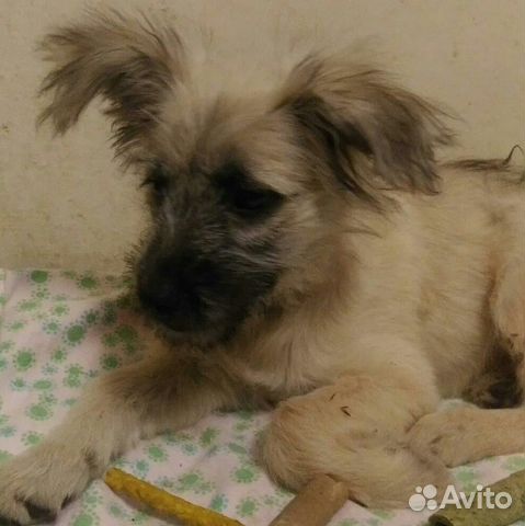 Ищет дом очаровательный щенок Ириска