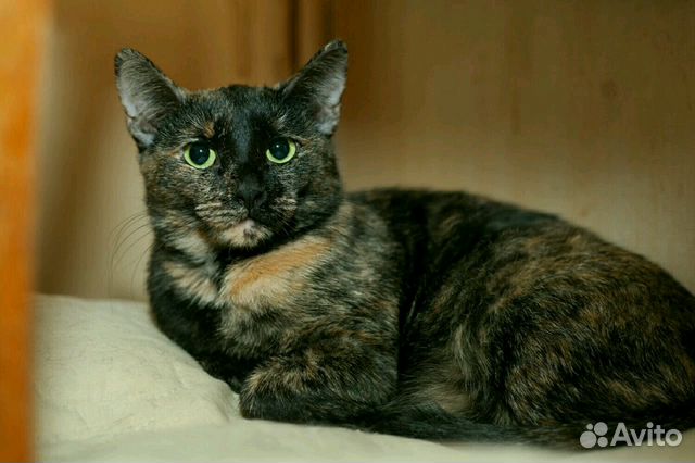 Тигровая кошка в дар стерилизована