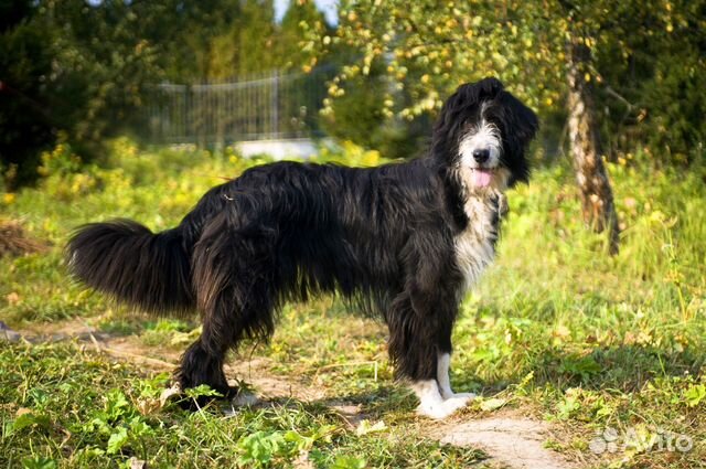 Метис бриара Луша, 4 года