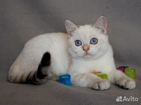 Котик золотой затушёванный пойнтовый