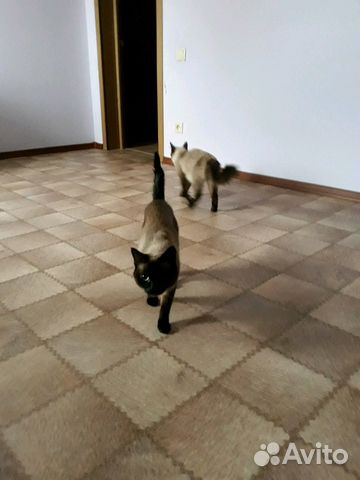 Продам тайских котят рожденные 12 августа. Котята