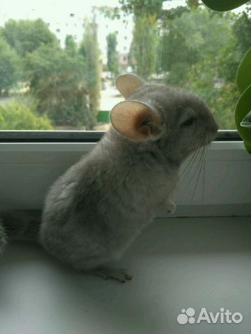 Шиншилла девочка