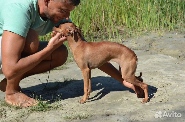 Красивая девочка левретка