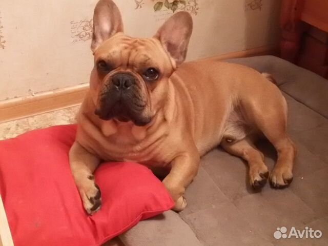 Кобель (19кг) для вязки за щенка