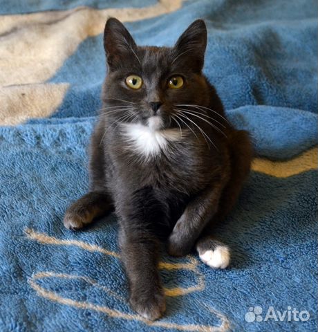 Дымчатый котёнок девочка с необычным хвостом в дар