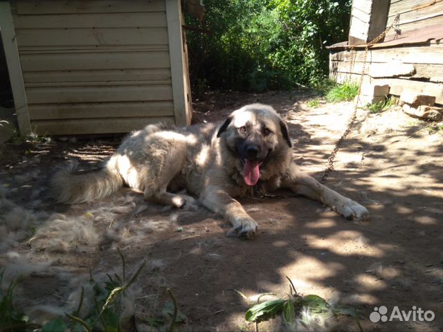 Метис кавказца