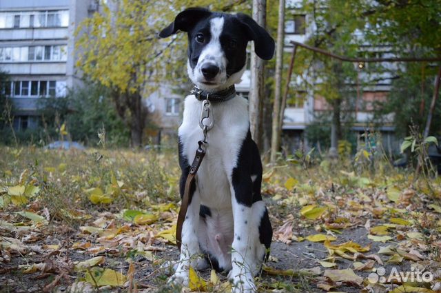 Фоксик ищем дом