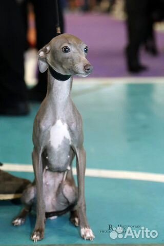 Левретка для любителей покрасоваться на выставках