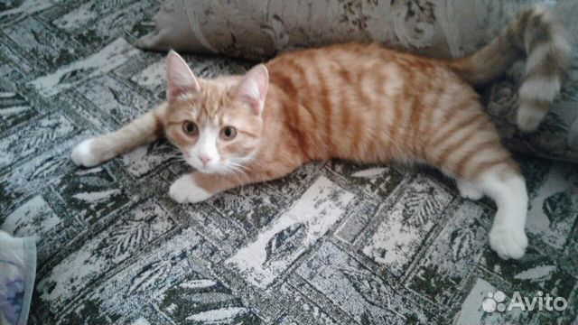 Рыжий котенок Кекс в добрые руки