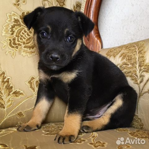 Некрупная Чупа