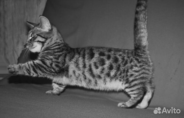 Котенок Генетта (Манчкин Бенгал). Мальчик