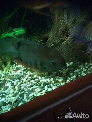 Северум красноплечий