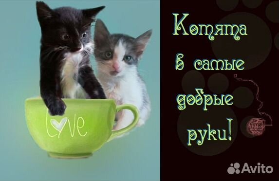 Ушки-супер попрыгушки ждут хозяина