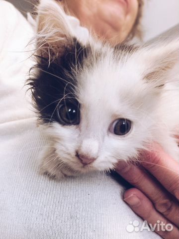 Котенок - рысенок и белек