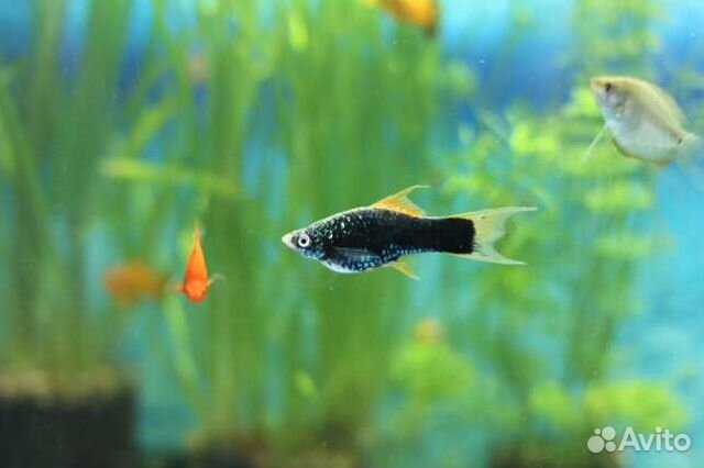Продам рыб