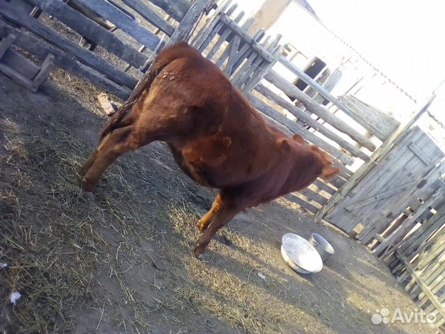 Продаётся две коровы и телёнок