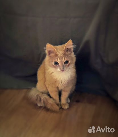 Котенок Персик ищет дом