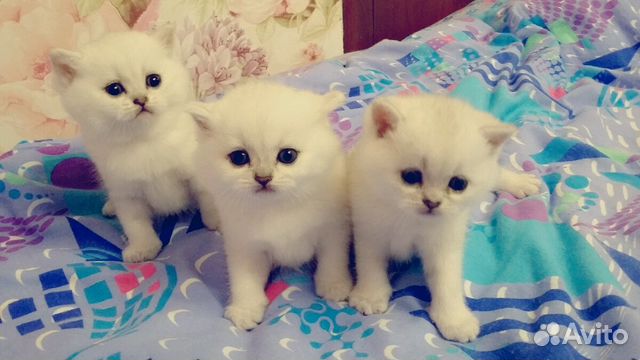 Серебристые Британские Шиншиллы