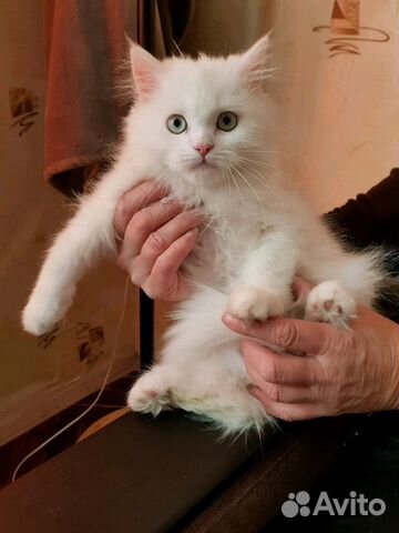 Котенок
