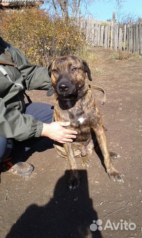 Умный, адекватный пес Бакс ищет хозяина