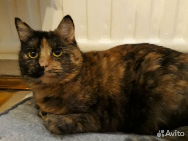 Душевная кошка 1,5 года