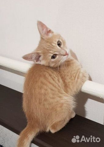 Рыжий котенок Фоксик 2,5 месяца