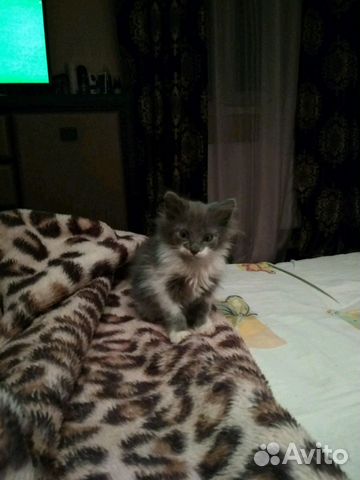 Котята