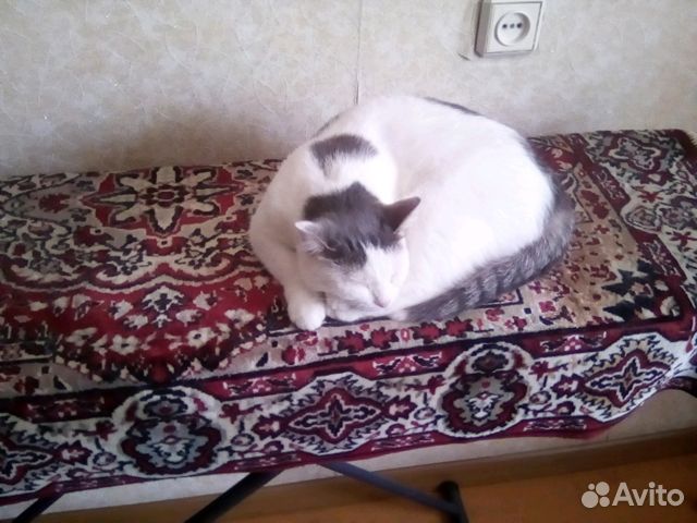 Пропала кошка, вознаграждение