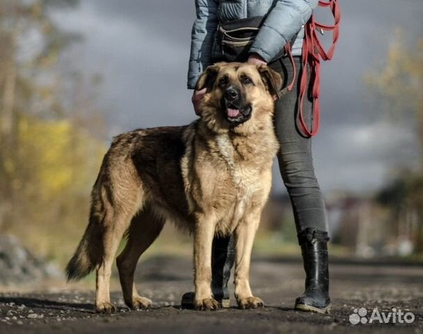 Ищет дом метис сенбернара
