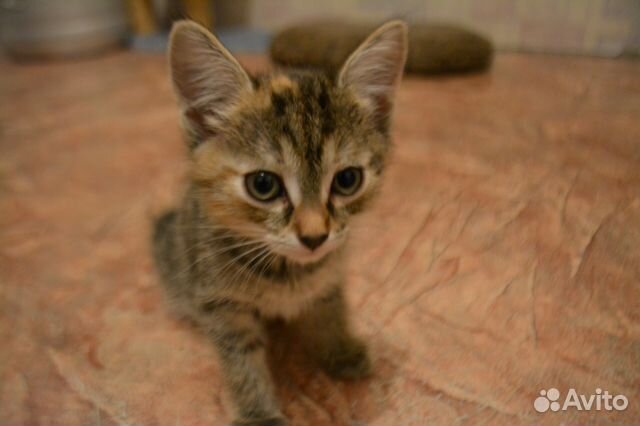 Котята, помесь бобтейла