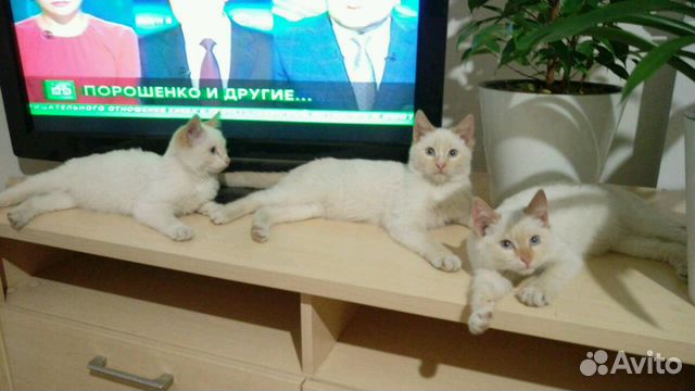 Котята