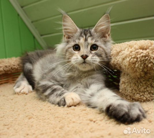 Kaela кошечка мейн кун серебряная черепаха