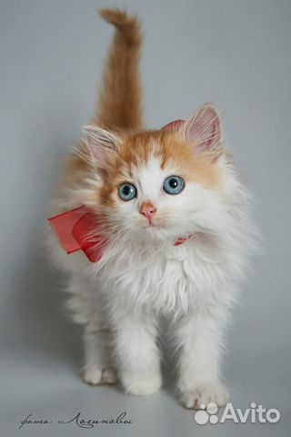 Котёнок-малыш мальчик 1,5 месяца