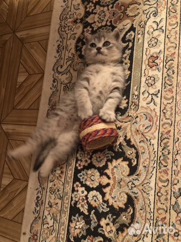 Мальчик шотландец