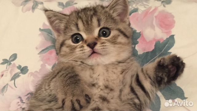 Котик - милашка, очаровашка