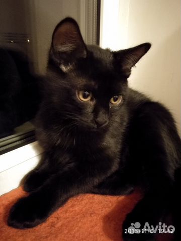 Котёнок