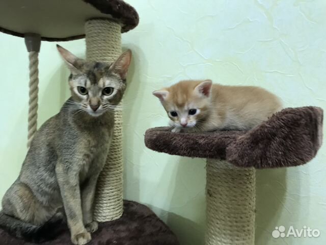 Абиссинские котята девченки для души