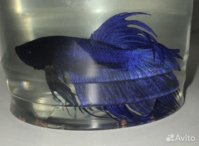 Рыбка Петушок