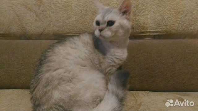 Кот селкирк рекс